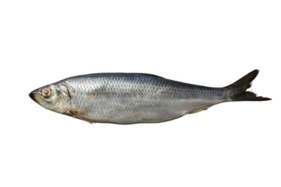 Buying Nigerian-style fish in Canada – 9jafoodie | Nigerian Food Recipes